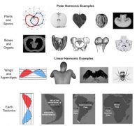 Harmonic Evolution Part 1 - Token Rock
