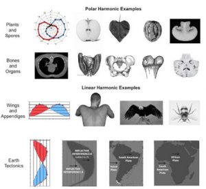 Harmonic Evolution Part 1 - Token Rock