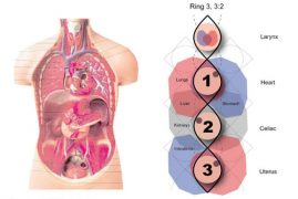 Harmonic Evolution Part 2 - Token Rock
